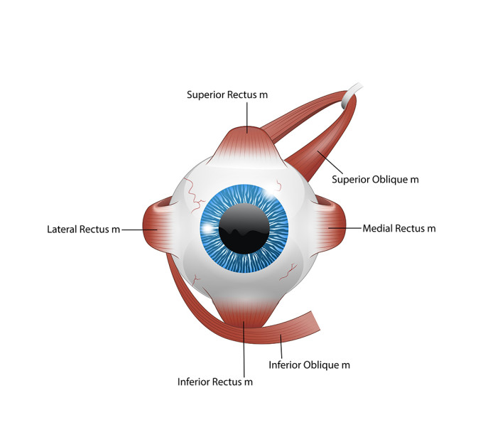 Annotated anatomy of the human eye | GoldenEye